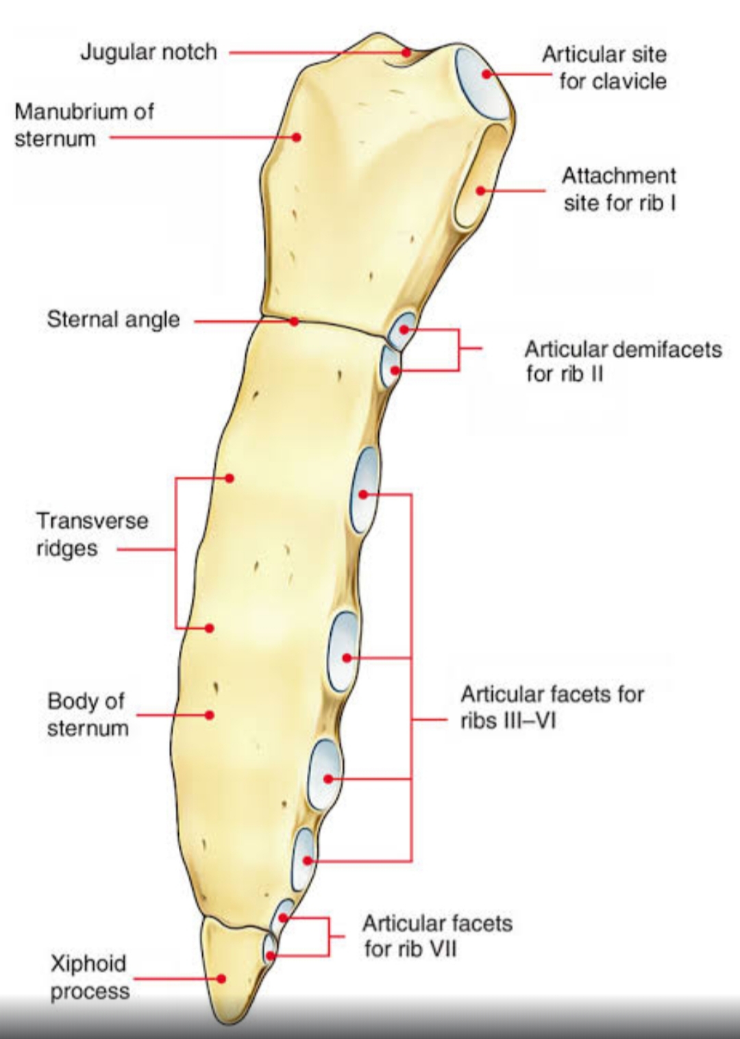 Some Discussion About Sternum Item – Platform | CME