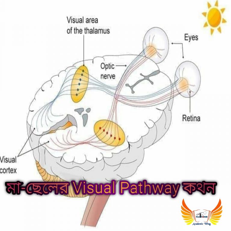 Brain & Eyeball – Platform | CME