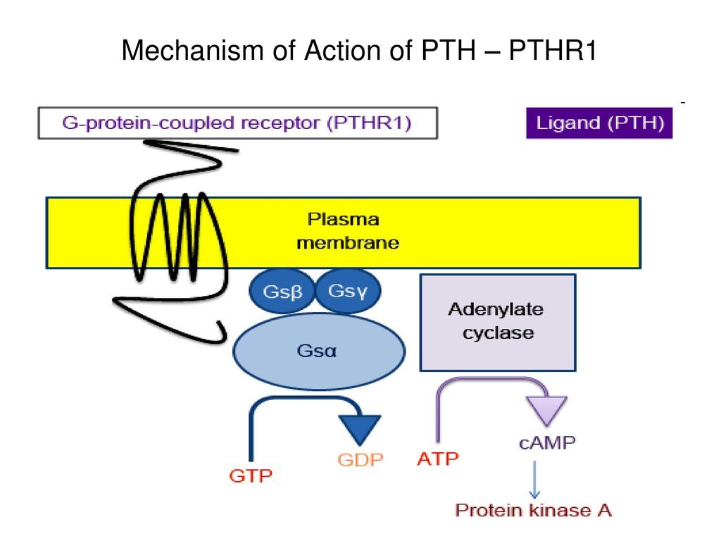 Must to Know about Hypoparathyroidism (Part-2) – Platform | CME