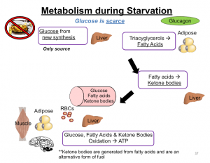 How Starvation Causes Death – Platform | CME