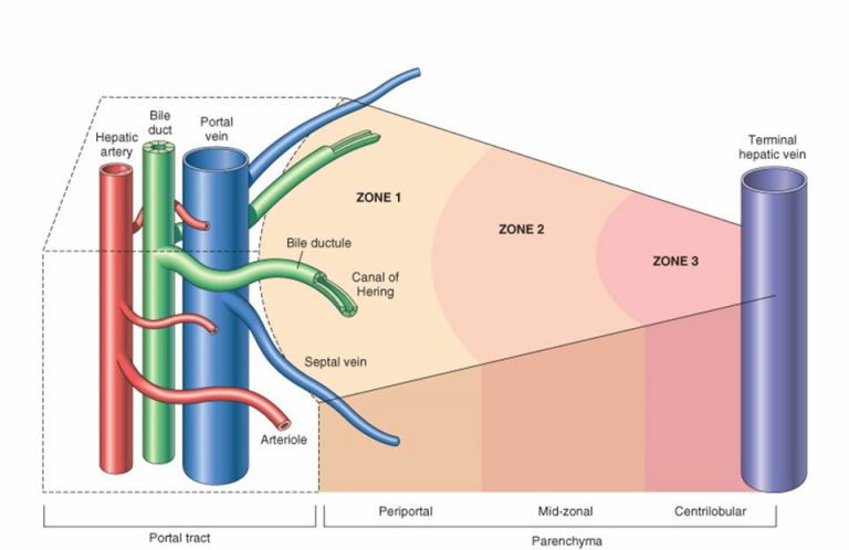 Facts About The Largest Gland: Part 3 – Platform | CME