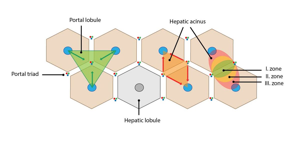 Facts About The Largest Gland: Part 3 – Platform | CME