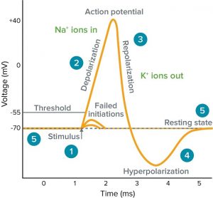 Action Potential and Muscle Contraction|Physiology| – Platform | CME