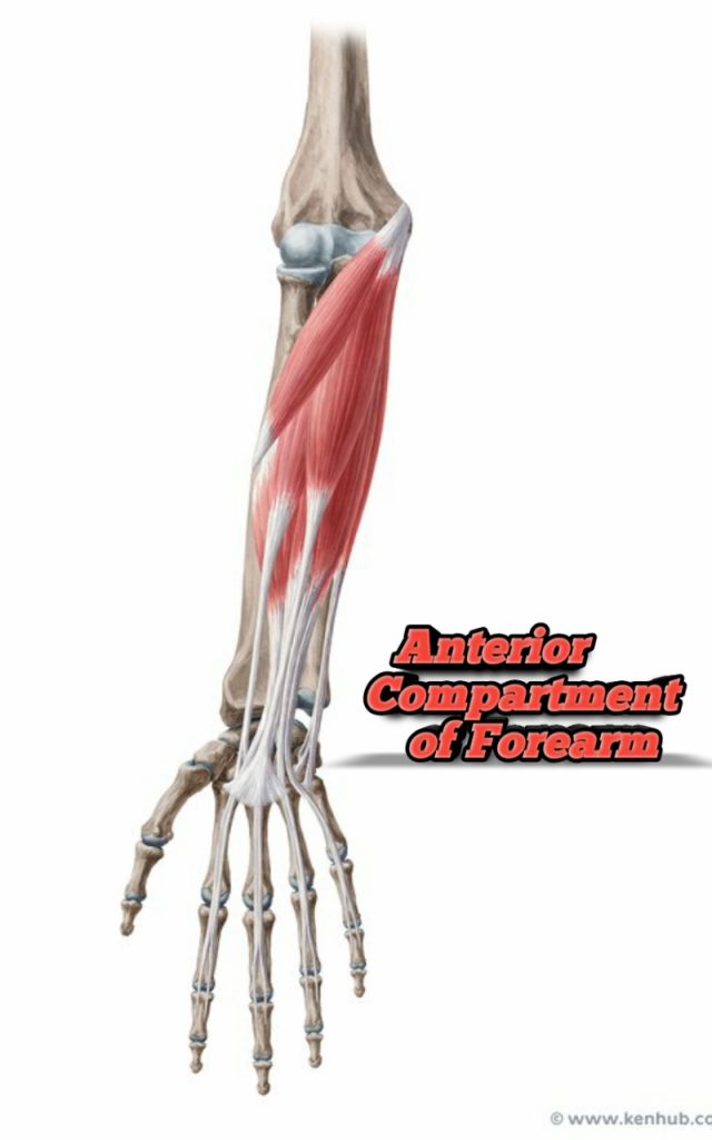 Superior Extremity – Platform | CME